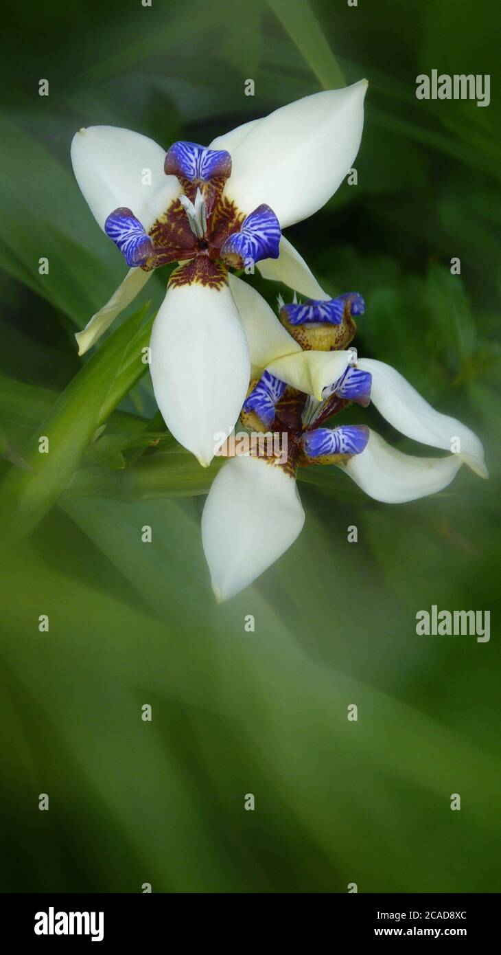 Apostles iris hi-res stock photography and images - Alamy