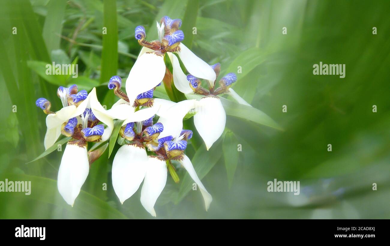 Apostles iris hi-res stock photography and images - Alamy
