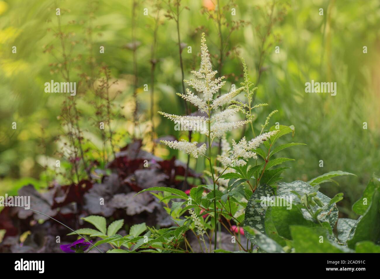 Astilbe white flower in the garden. Bushes of white astilyba Stock ...