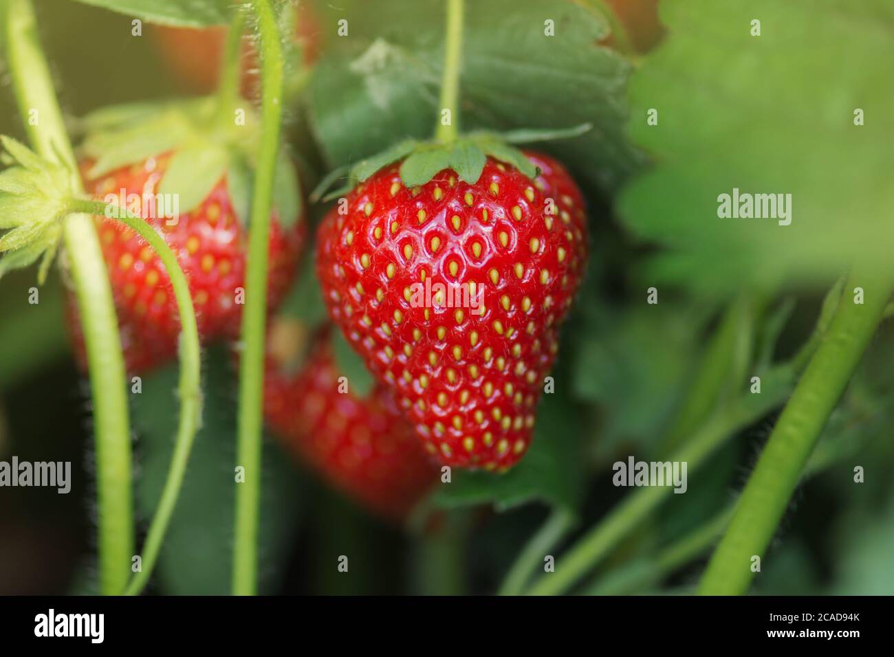 Fresh strawberry from farm. Back to nature farming. Strawberry fruits ...