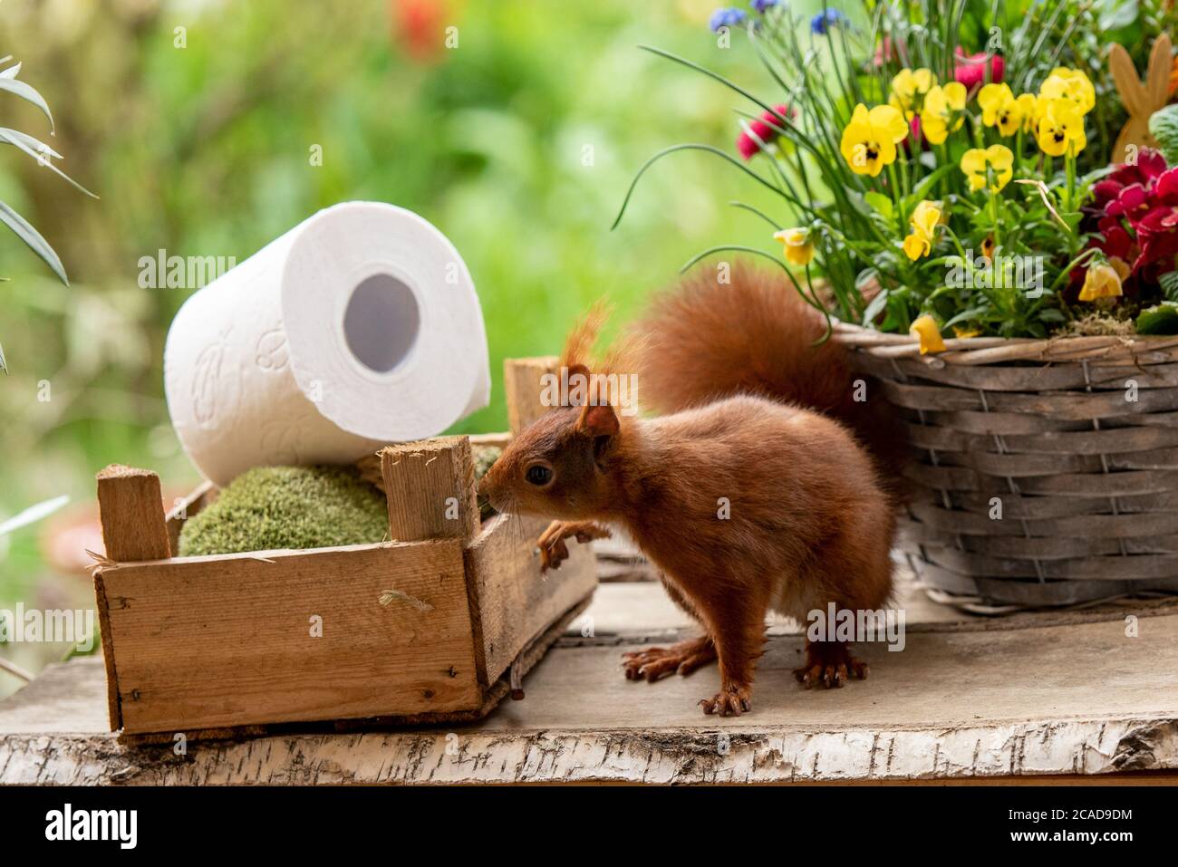 The German red squirrel is hoarding toilet paper Stock Photo - Alamy