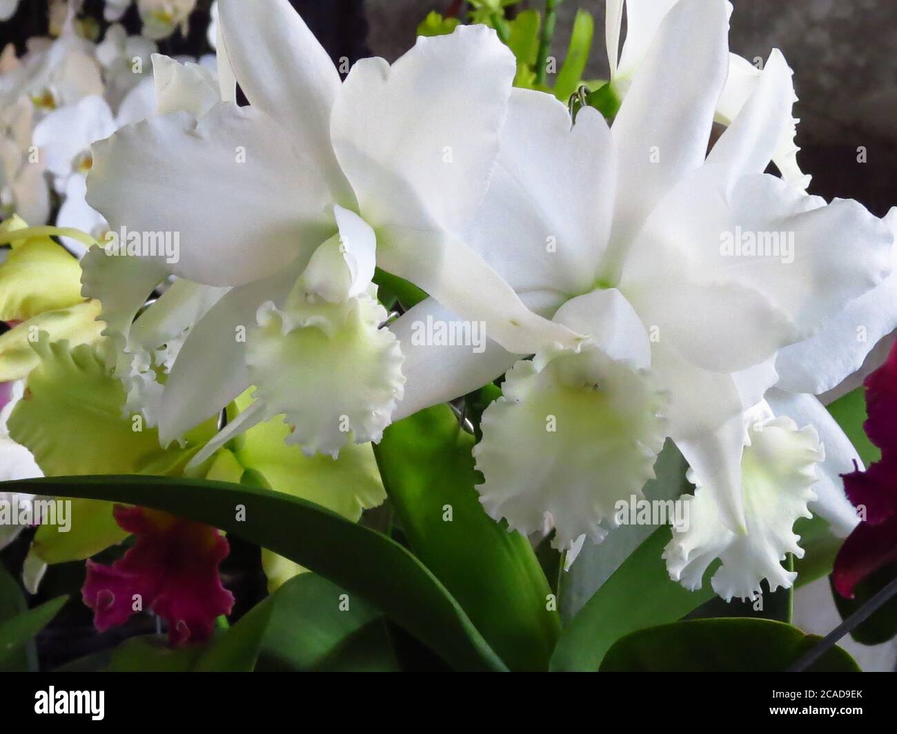 Closeup shot of beautiful wold white orchids Stock Photo - Alamy