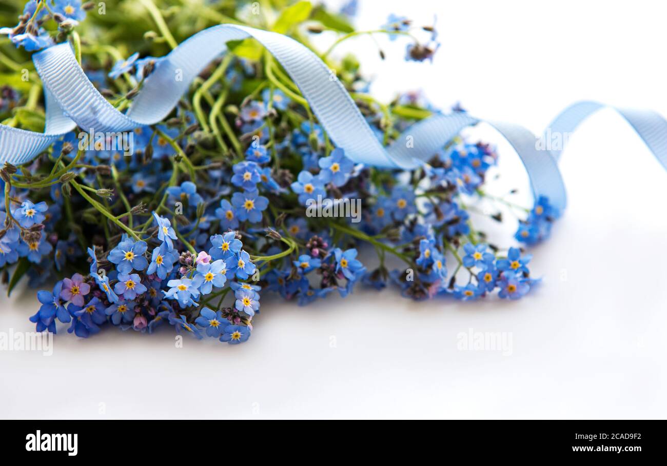 Forget-me-not flowers with blue ribbon isolated on white background ...