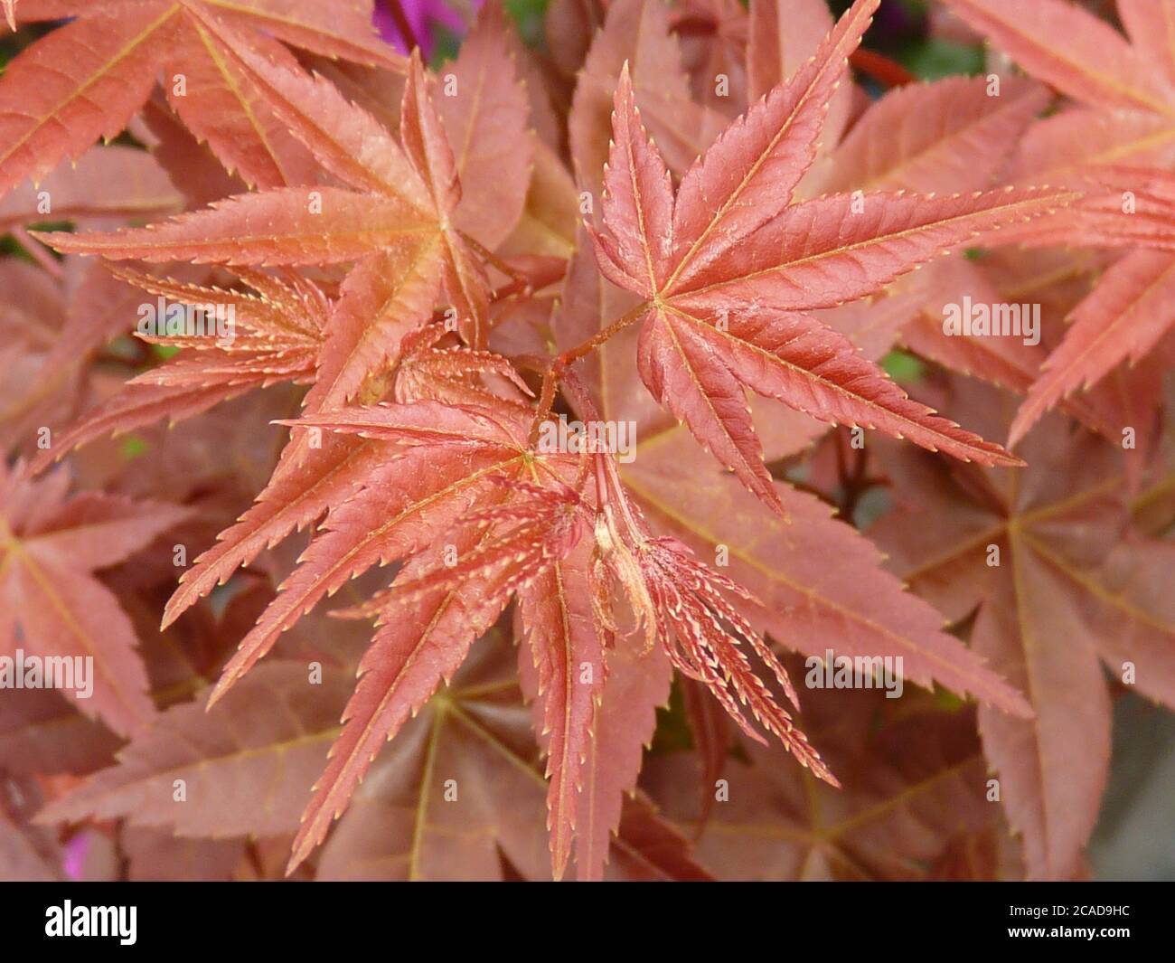 Ange Color High Resolution Stock Photography and Images - Alamy