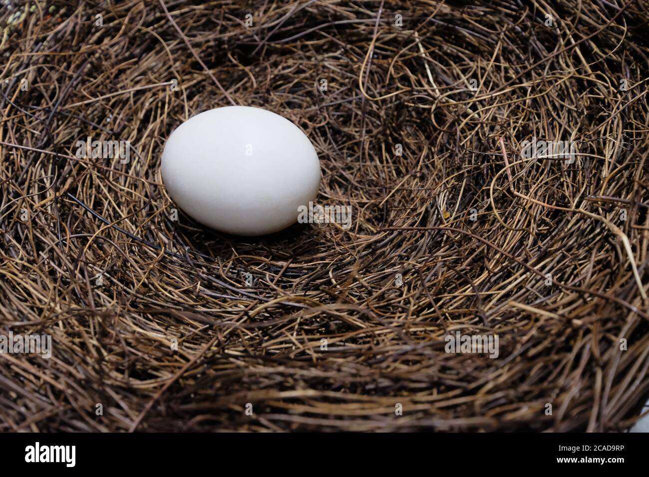 one clean white egg in straw nest. Healthy and natural concept Stock ...
