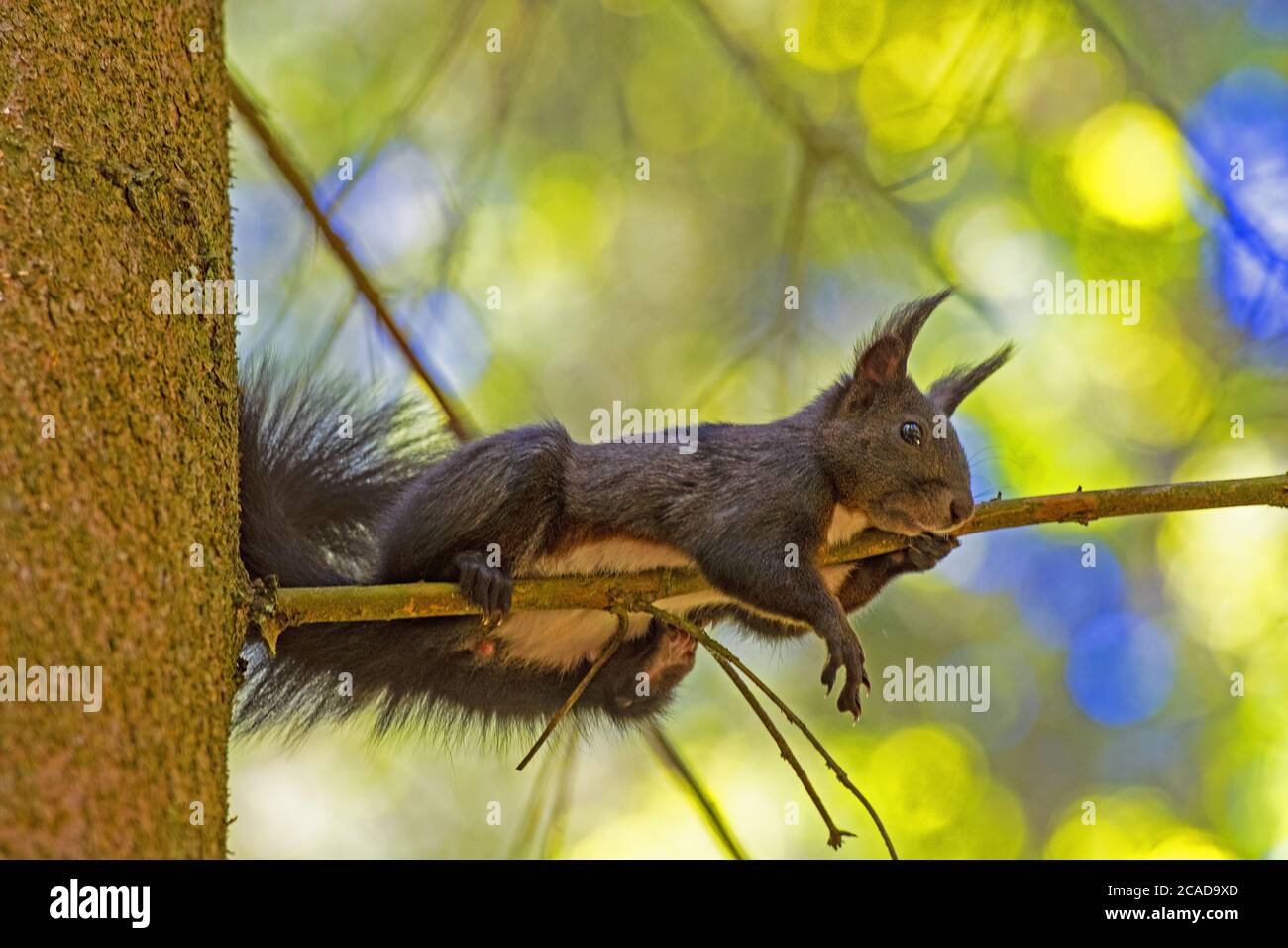German Red Squirrel Lying Down Close Up Stock Photo - Alamy