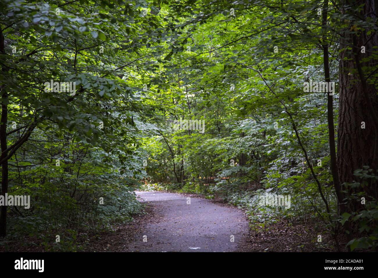Brooklyn forest hi-res stock photography and images - Alamy