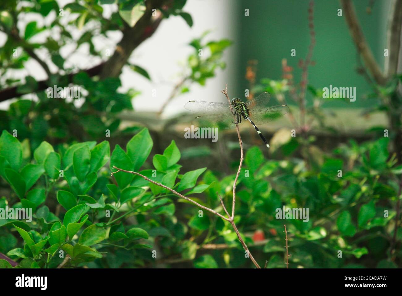 Dragonfly double wings hi-res stock photography and images - Alamy