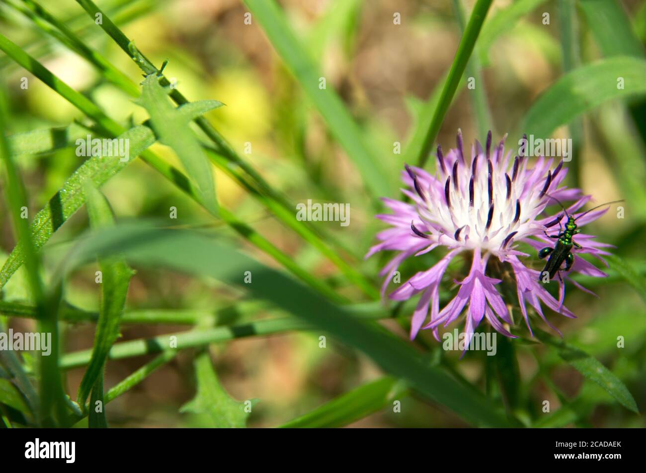 Green beetle (Oedemera nobilis) on a Centaurea flower Stock Photo - Alamy