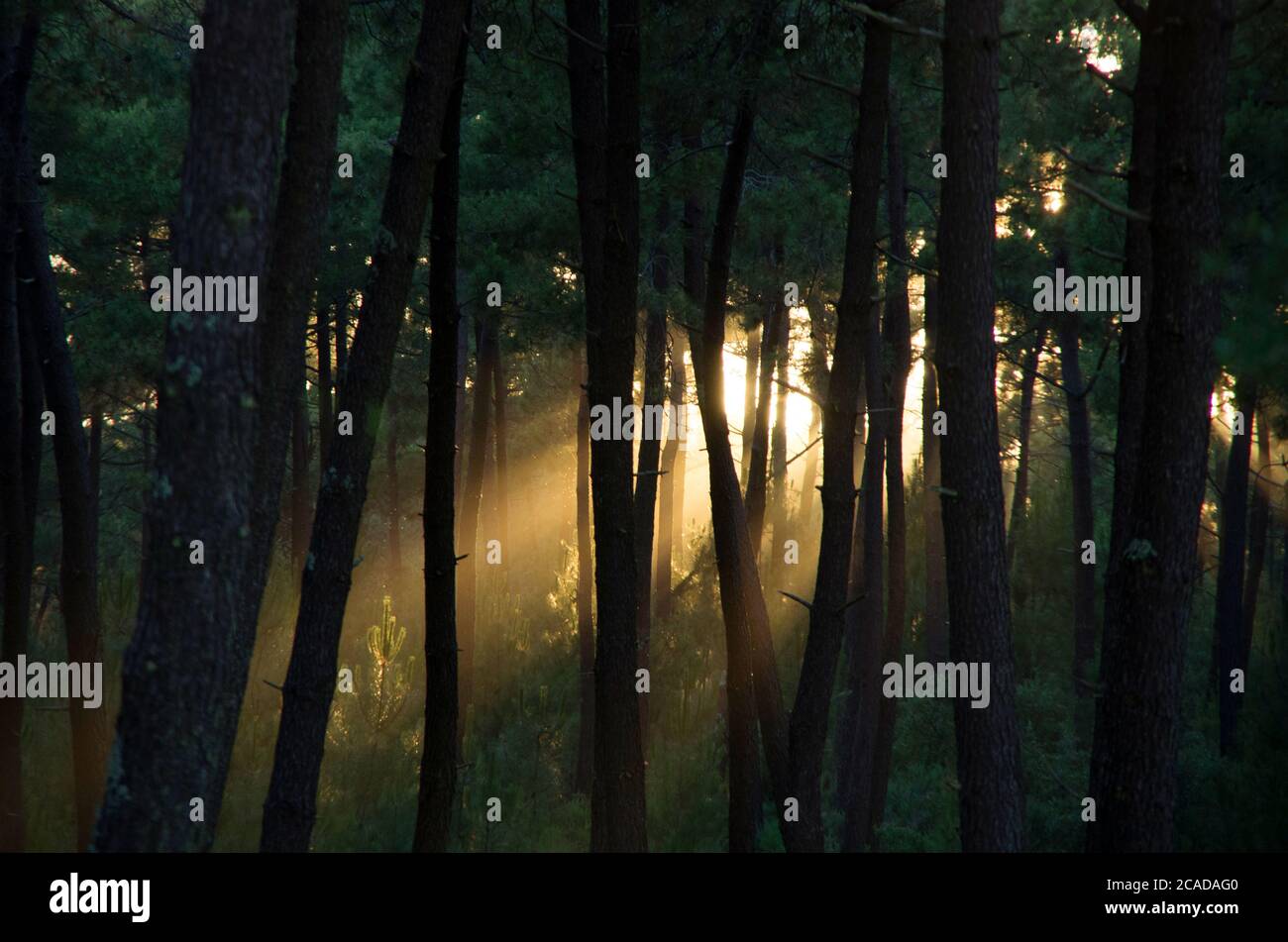 Littoral forest hi-res stock photography and images - Alamy