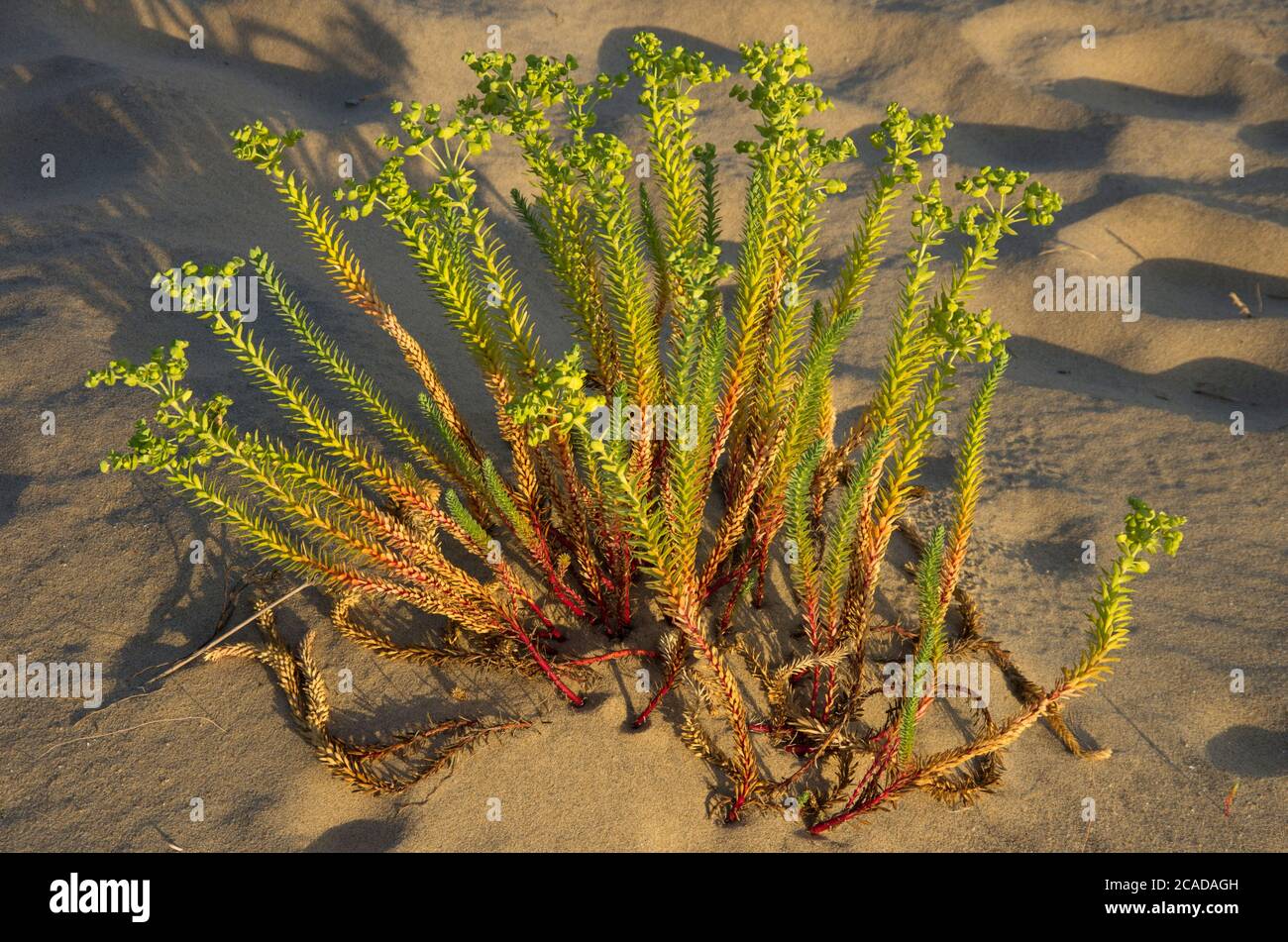 Sea spurge (Euphorbia paralias) on the French Atlantic coast Stock ...
