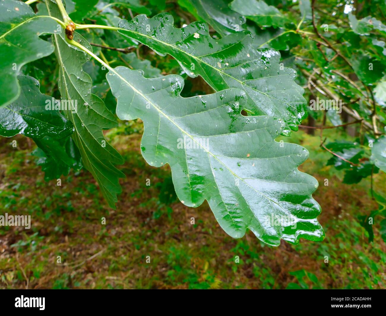 Green oak tree hi-res stock photography and images - Alamy
