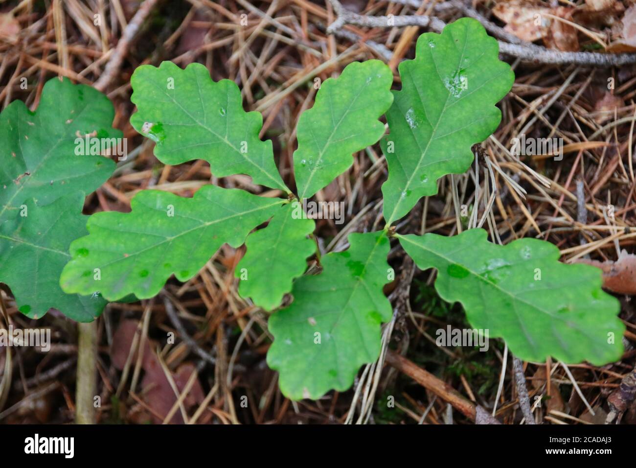 Green oak tree hi-res stock photography and images - Alamy