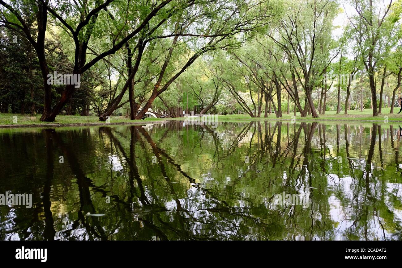 Reflectional Symmetry In Nature