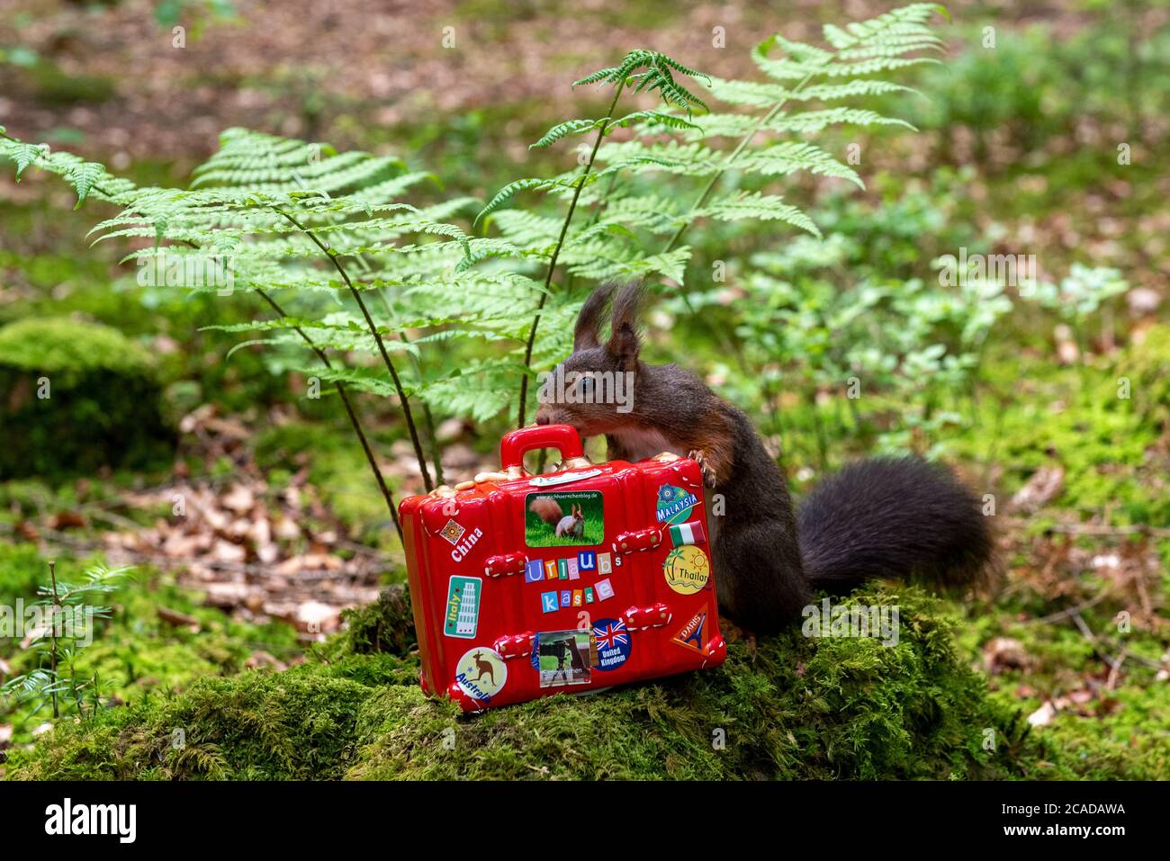 Tourist German Red Squirrel Traveling Close Up Stock Photo - Alamy