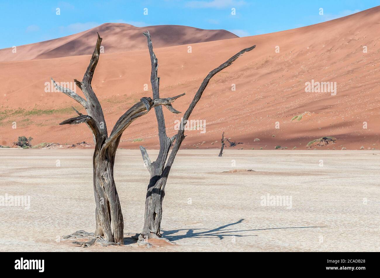 Dead tree stumps, with a sand dune backdrop, at Deadvlei Stock Photo ...