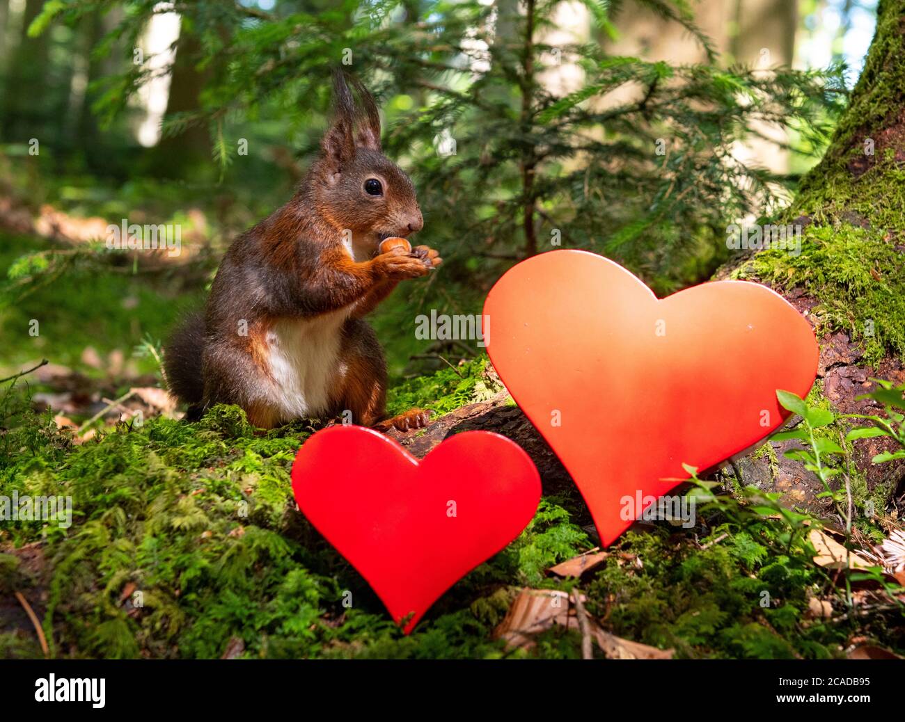 German red squirrel hi-res stock photography and images - Alamy