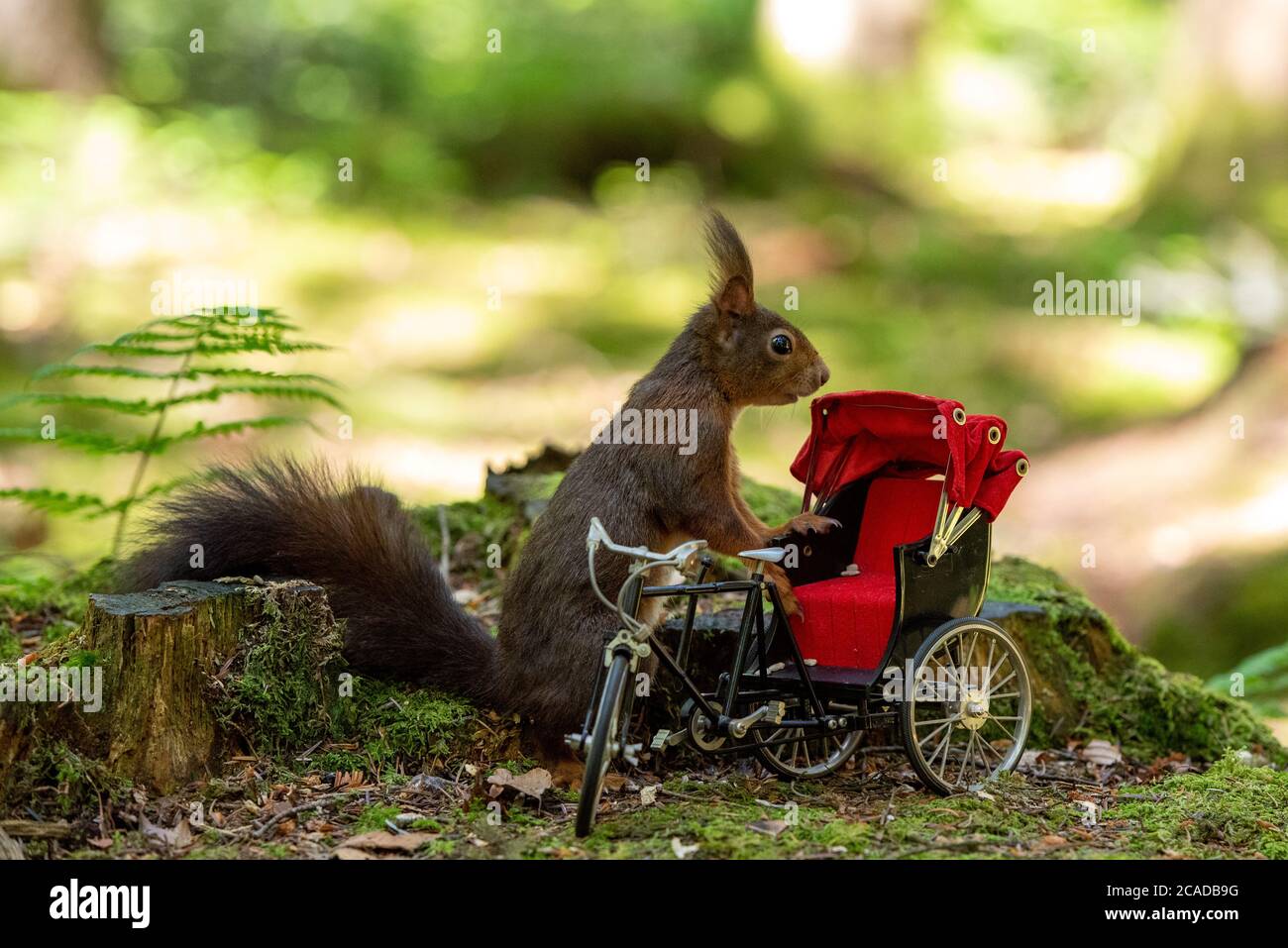 German Red Squirrel Macro Close Up Stock Photo - Alamy