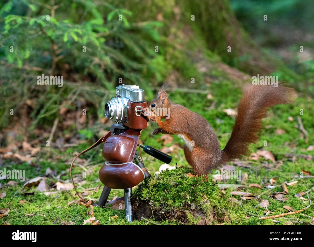 German Red Squirrel Taking a Photograph Close Up Stock Photo - Alamy