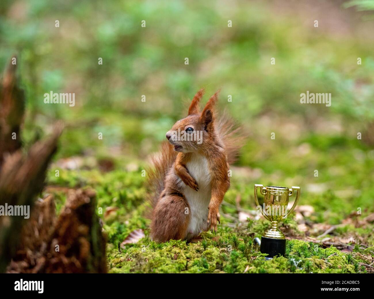 Cute pet squirrel photography hi-res stock photography and images - Alamy