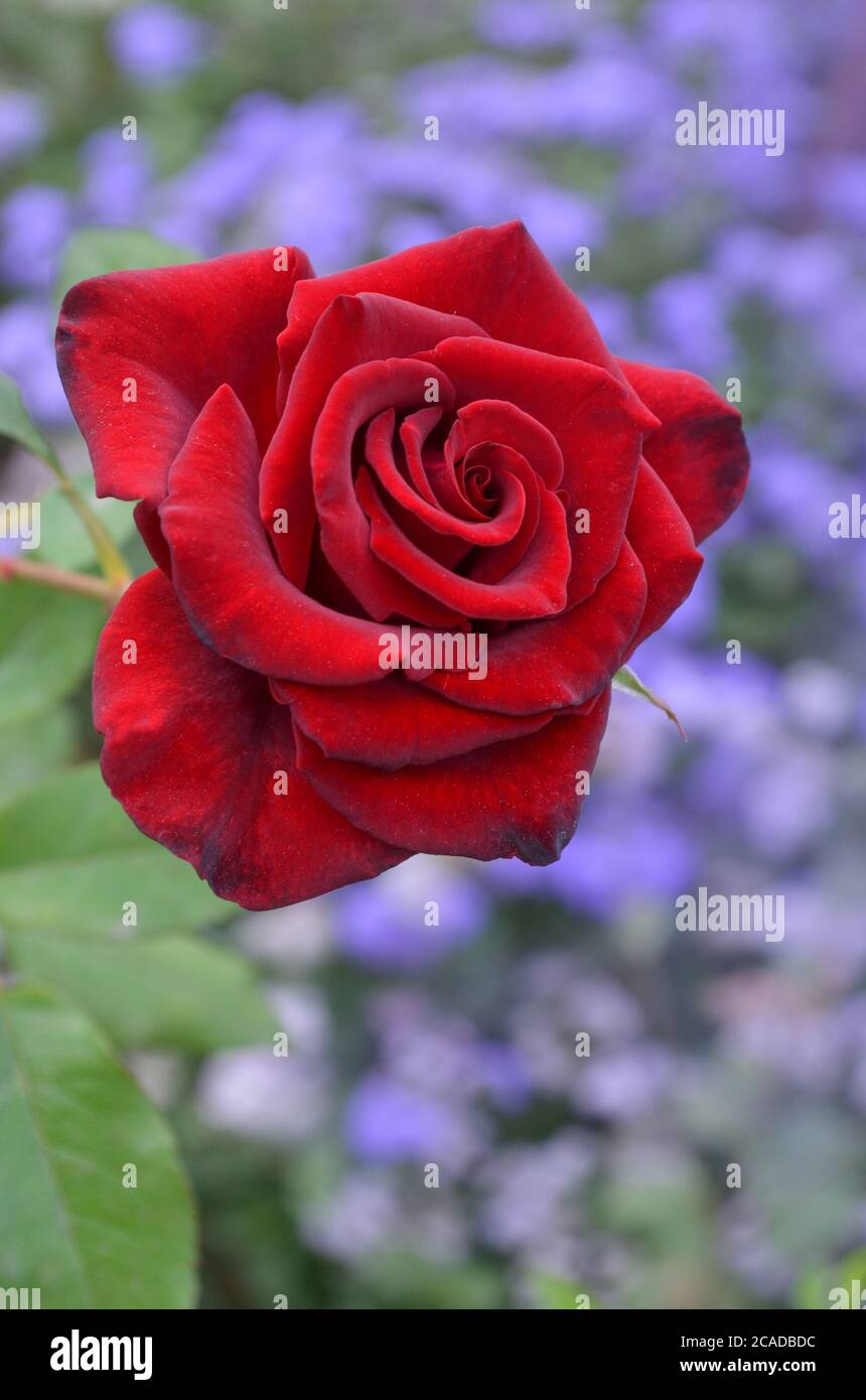 Natural red roses background. Red rose flower background Stock Photo ...