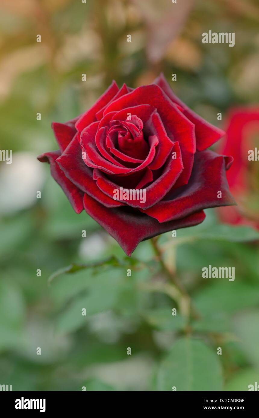 Red rose Barkarole blooming in roses garden. Red rose flower background ...