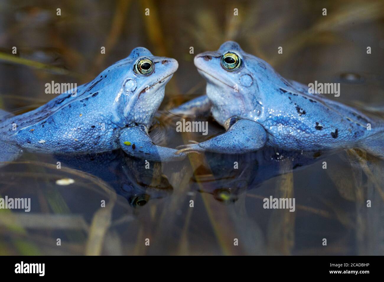 2 male moor frogs in blue mating color Stock Photo - Alamy