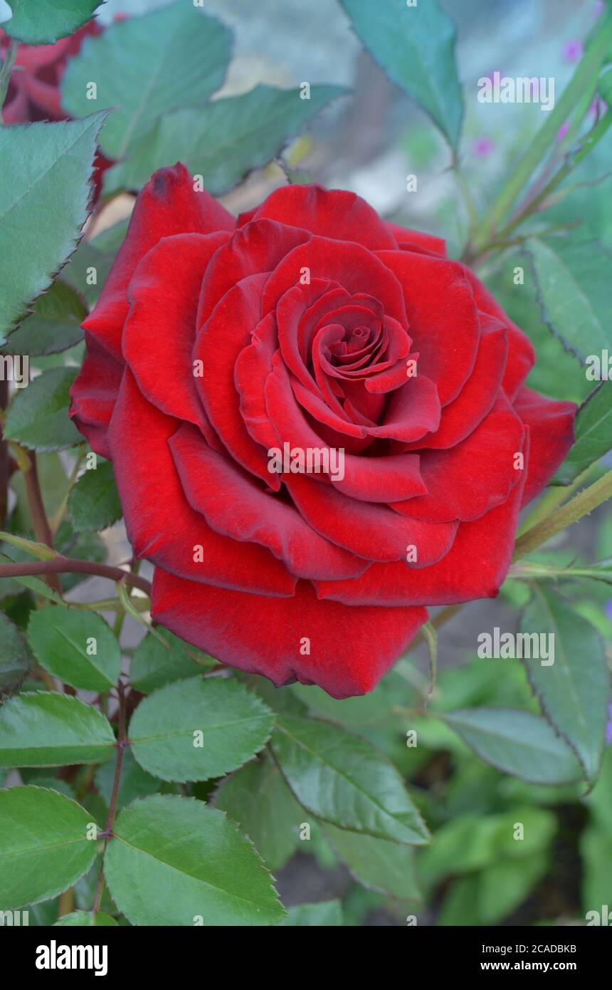 Red rose flower background. Red roses on a bush in a garden. Red rose ...