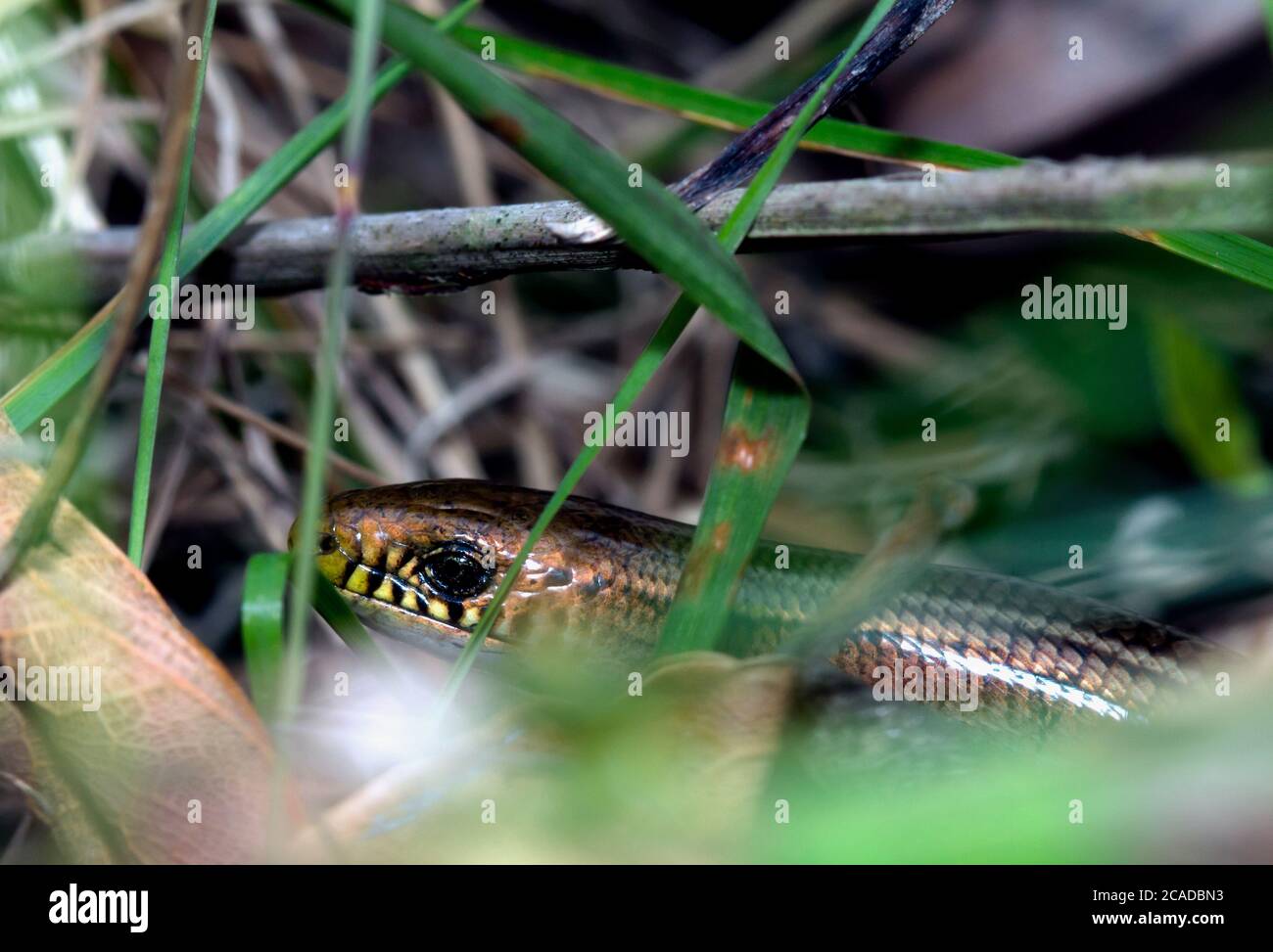 Green Bush Snake High Resolution Stock Photography and Images - Alamy