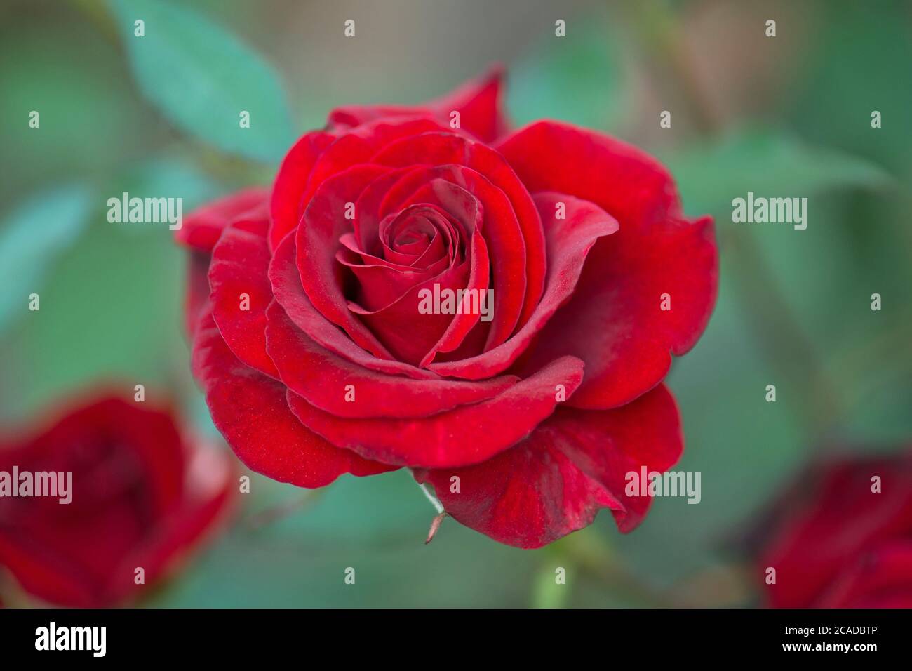 Natural red roses background. Red rose flower background Stock Photo ...