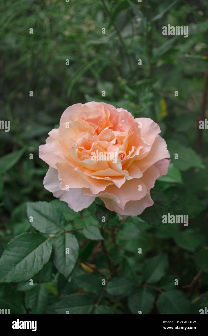 Wavy petal edges hi-res stock photography and images - Alamy