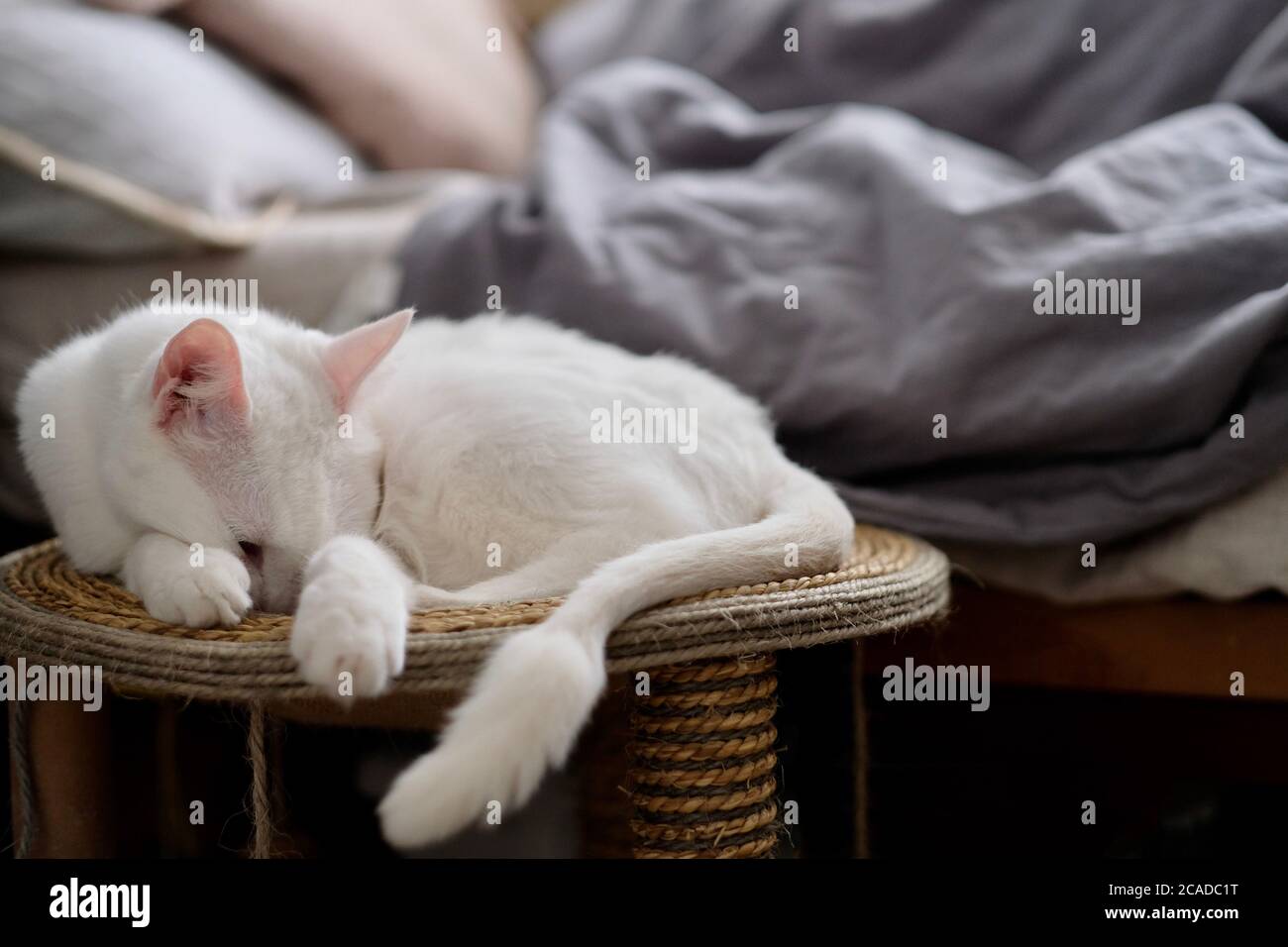 close up one pure white cat sleeping on cat tree under daylight. Blur ...