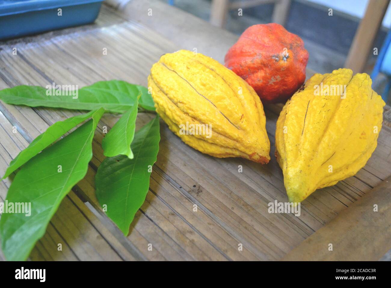 Fresh cocoa fruits and green leaf on on the bamboo table Stock Photo ...