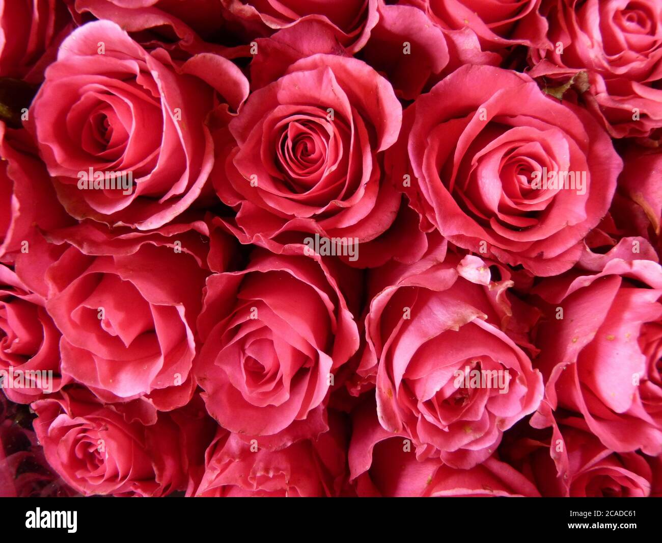 Closeup shot of beautiful pink rose heads Stock Photo - Alamy