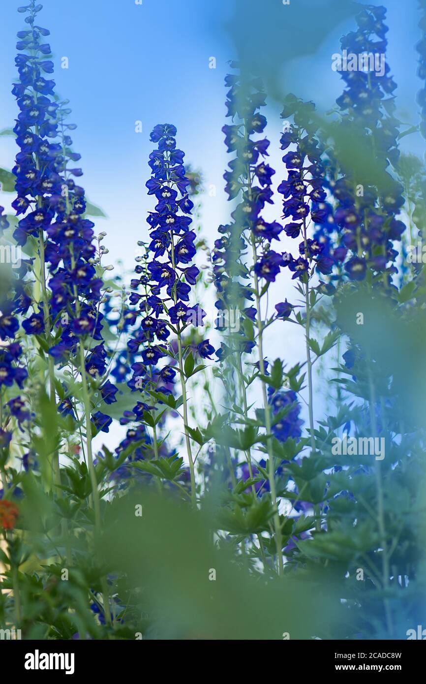 Delphinium blue grows in the garden. Double delphinium blue flower ...