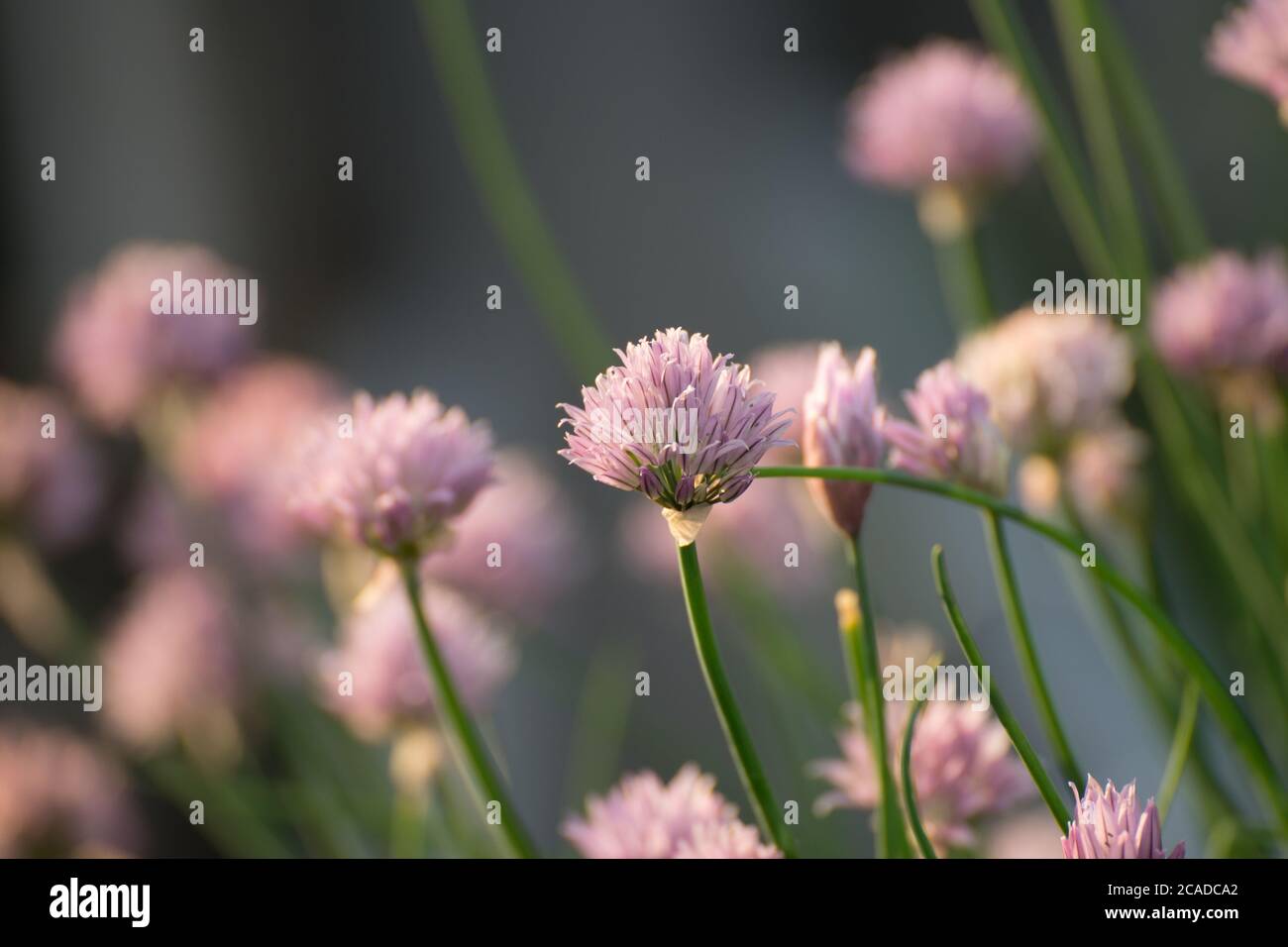 blooming chives as a macro Stock Photo - Alamy