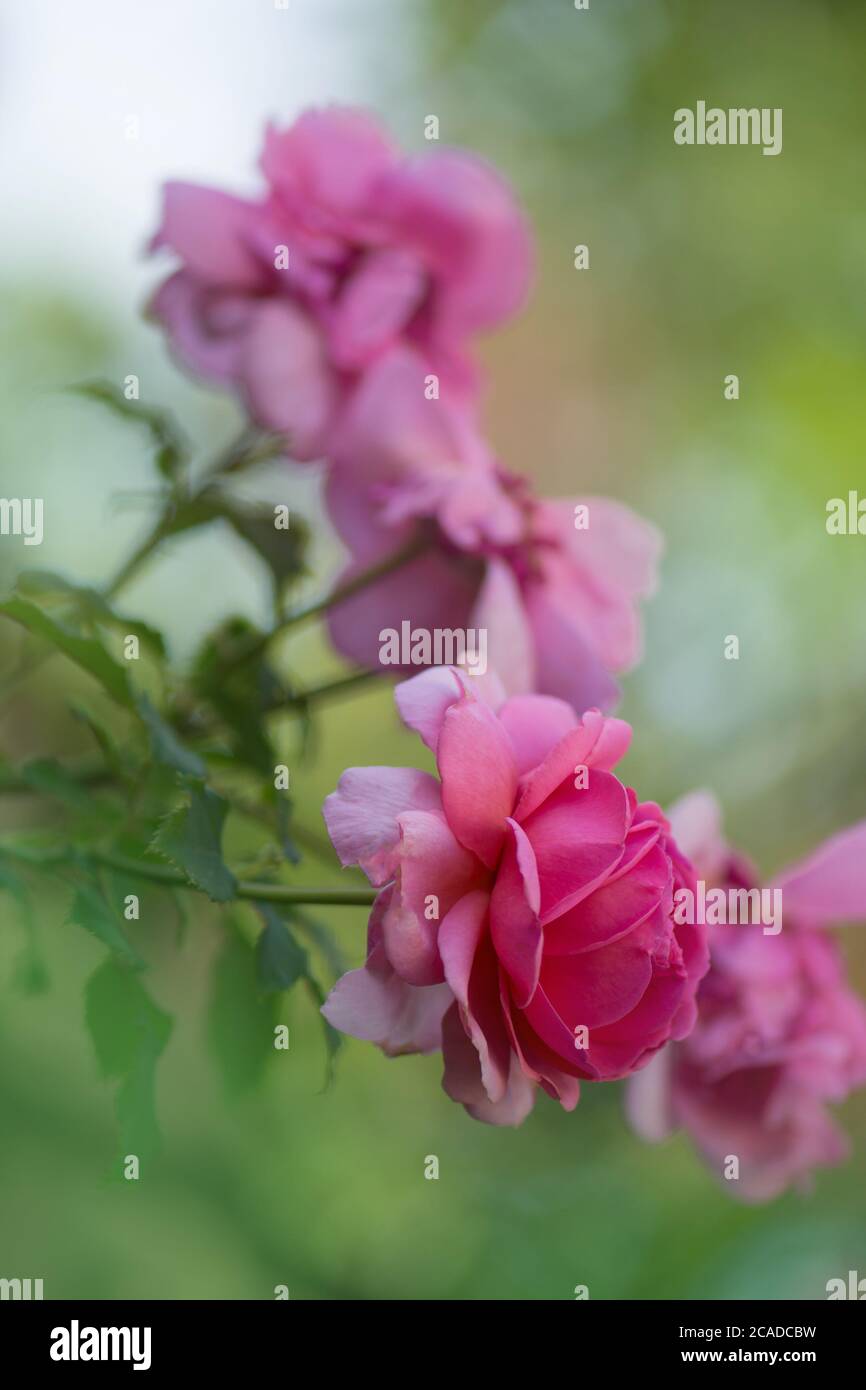 Pink rose in the field. Flowers plant growing in garden. Bush of pink ...