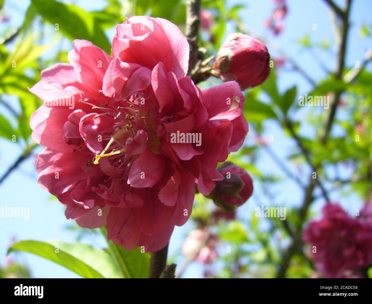 Double petaled hi-res stock photography and images - Alamy