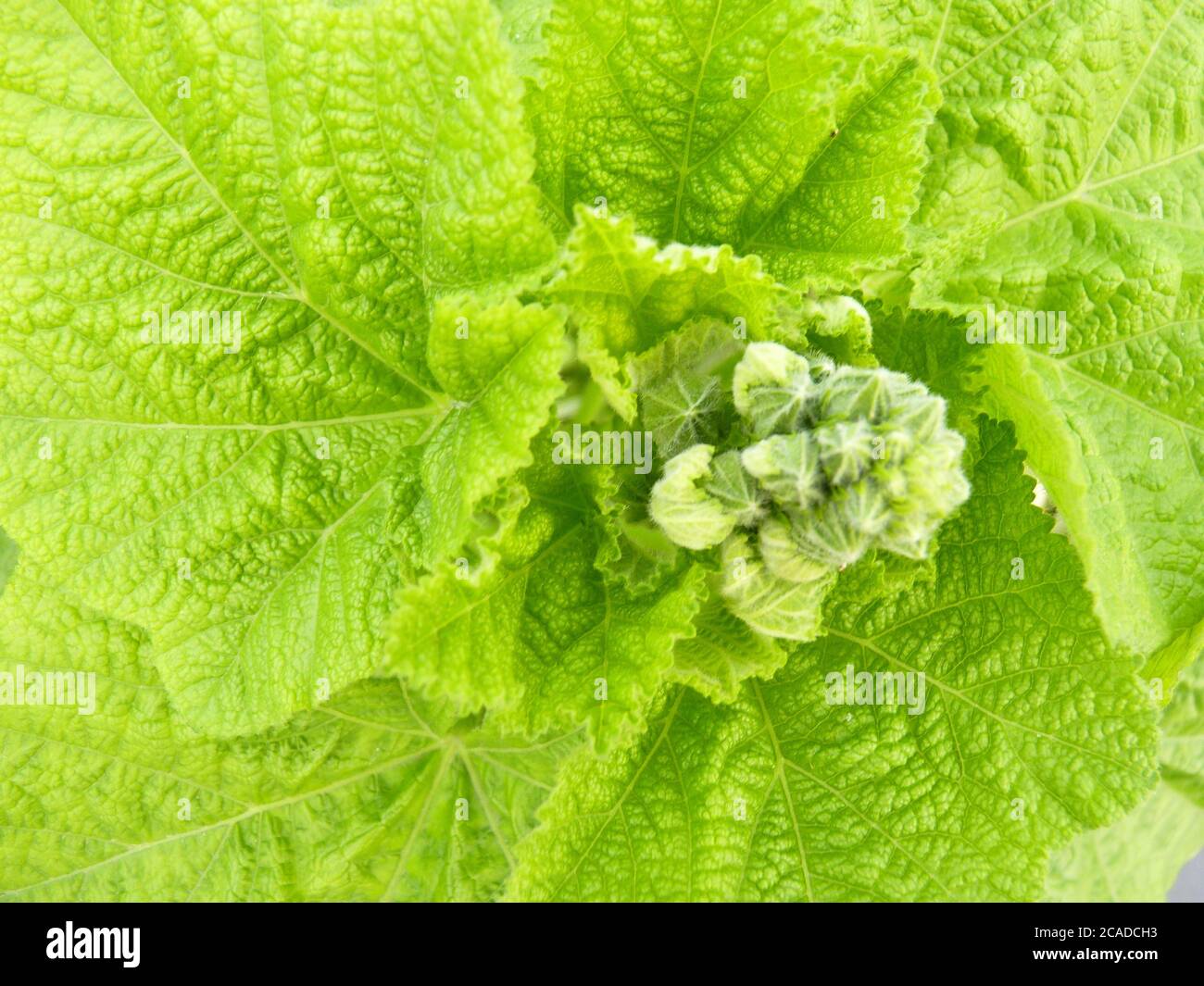 Closeup of a cluster of hollyhock buds and leaves at a garden Stock ...