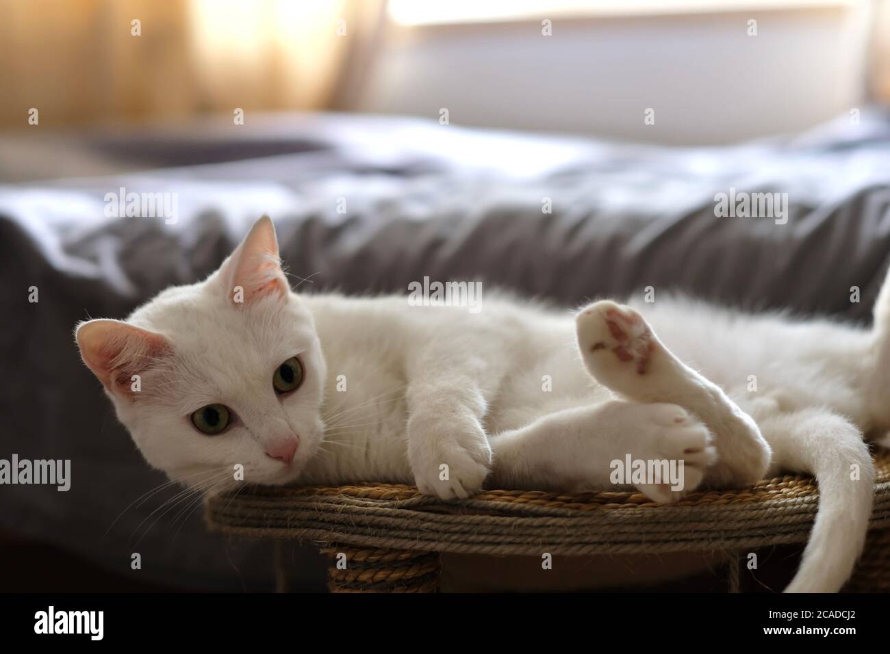 close up one pure white naughty cat on cat tree under daylight. Looking ...