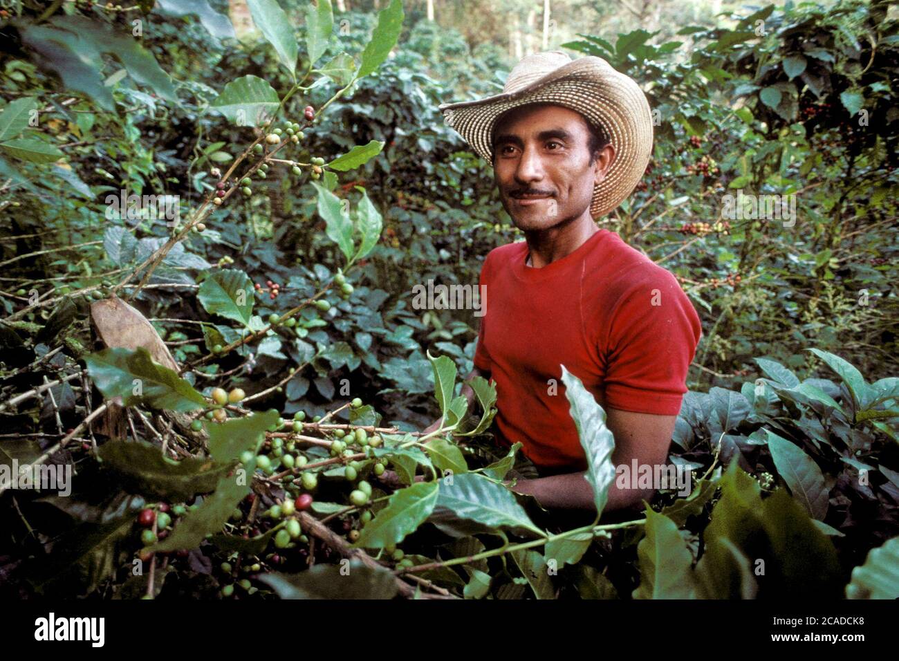 Honduras: Hispanic coffee plantation worker wearing straw hat near ...