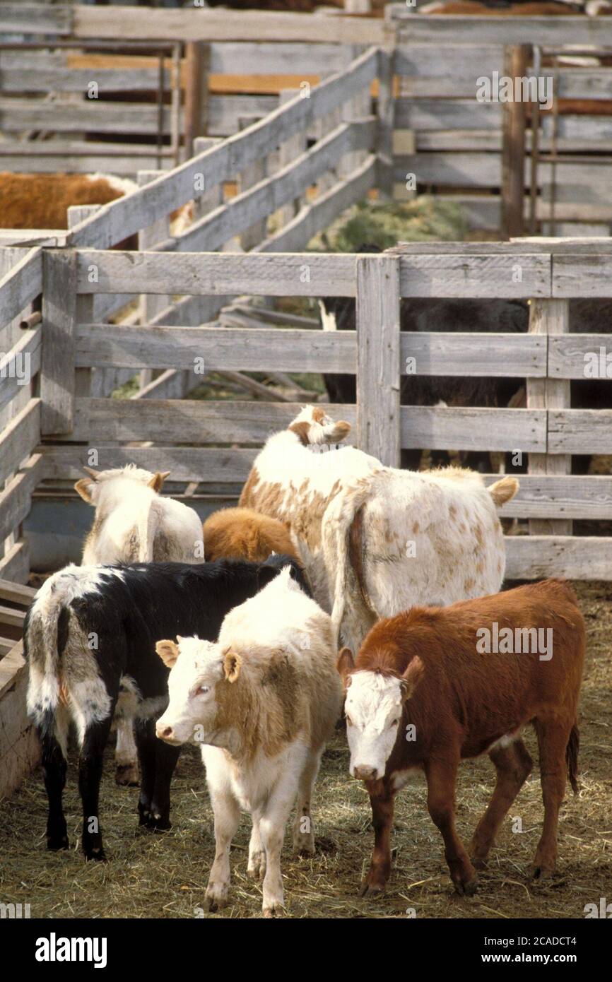 Livestock auction usa hi-res stock photography and images - Alamy