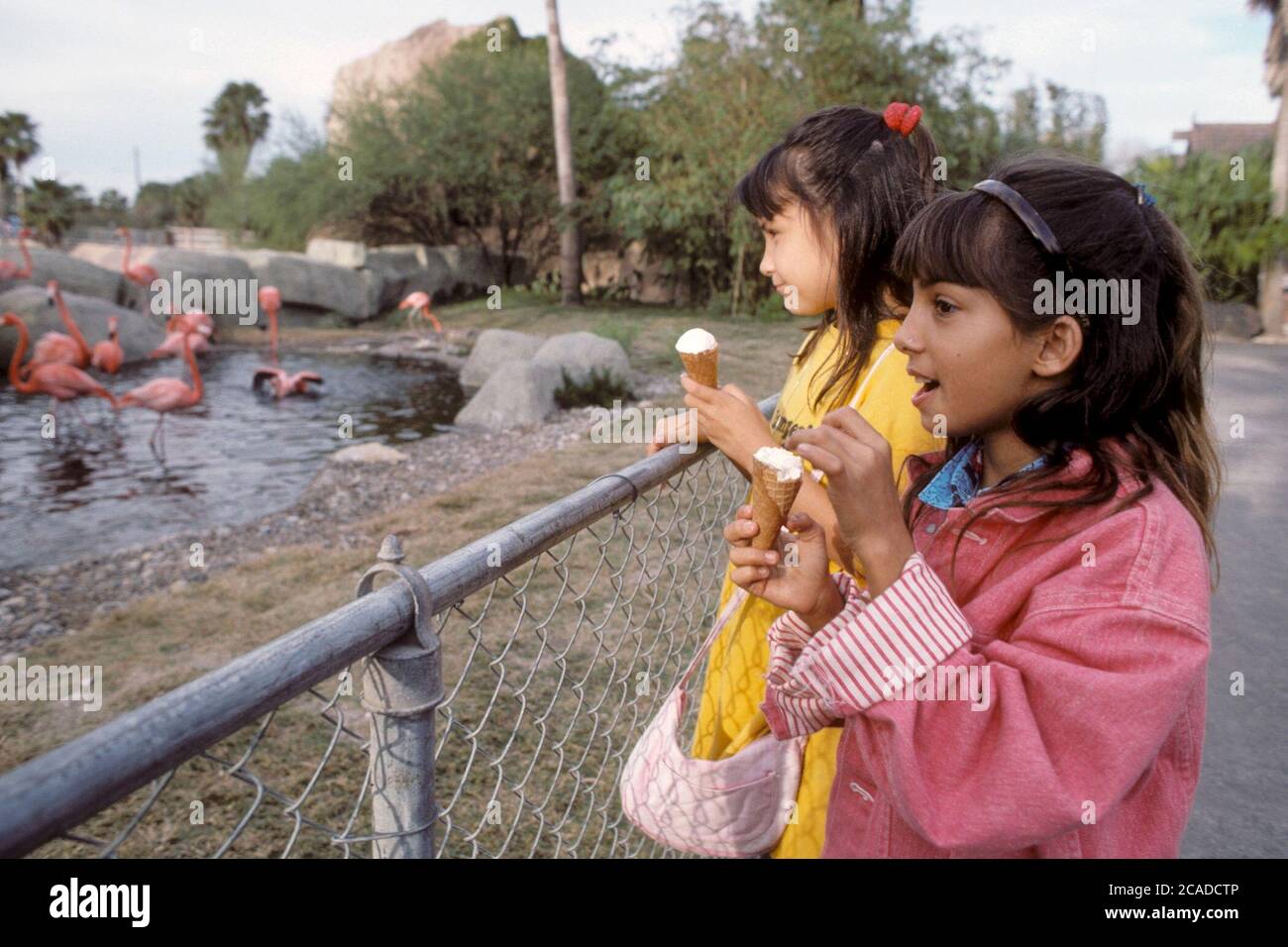 Two Hispanic young girls eating ice cream cones while watching flamingos at Gladys Porter Zoo in ...