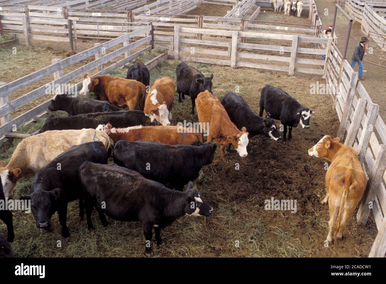 Amarillo Texas USA: Cattle of different colors in stock yards, where ...