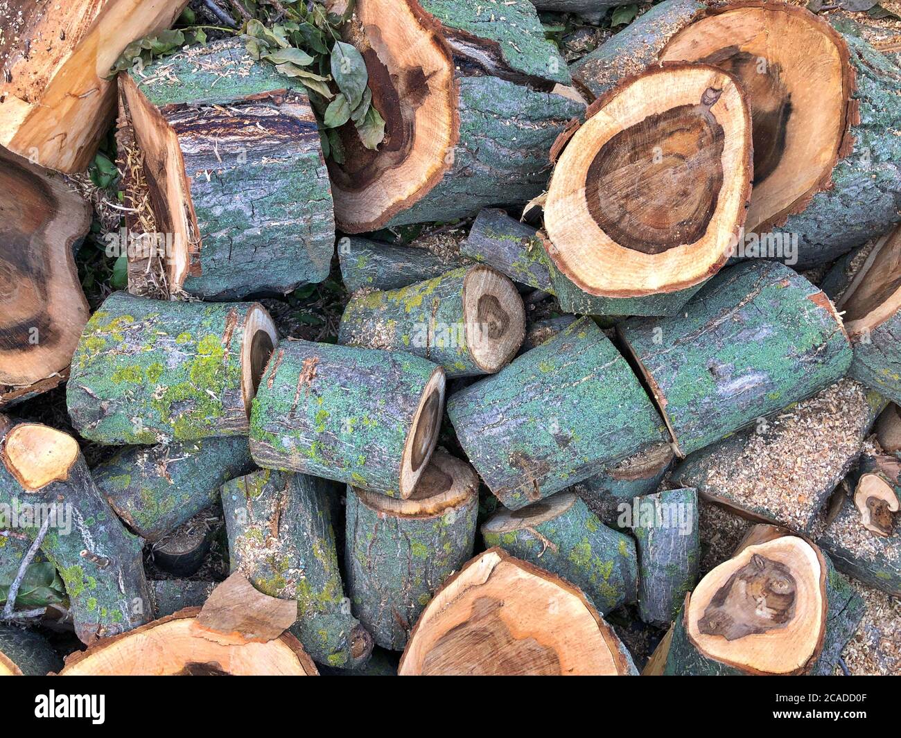 wooden logs. tree bark texture Stock Photo - Alamy