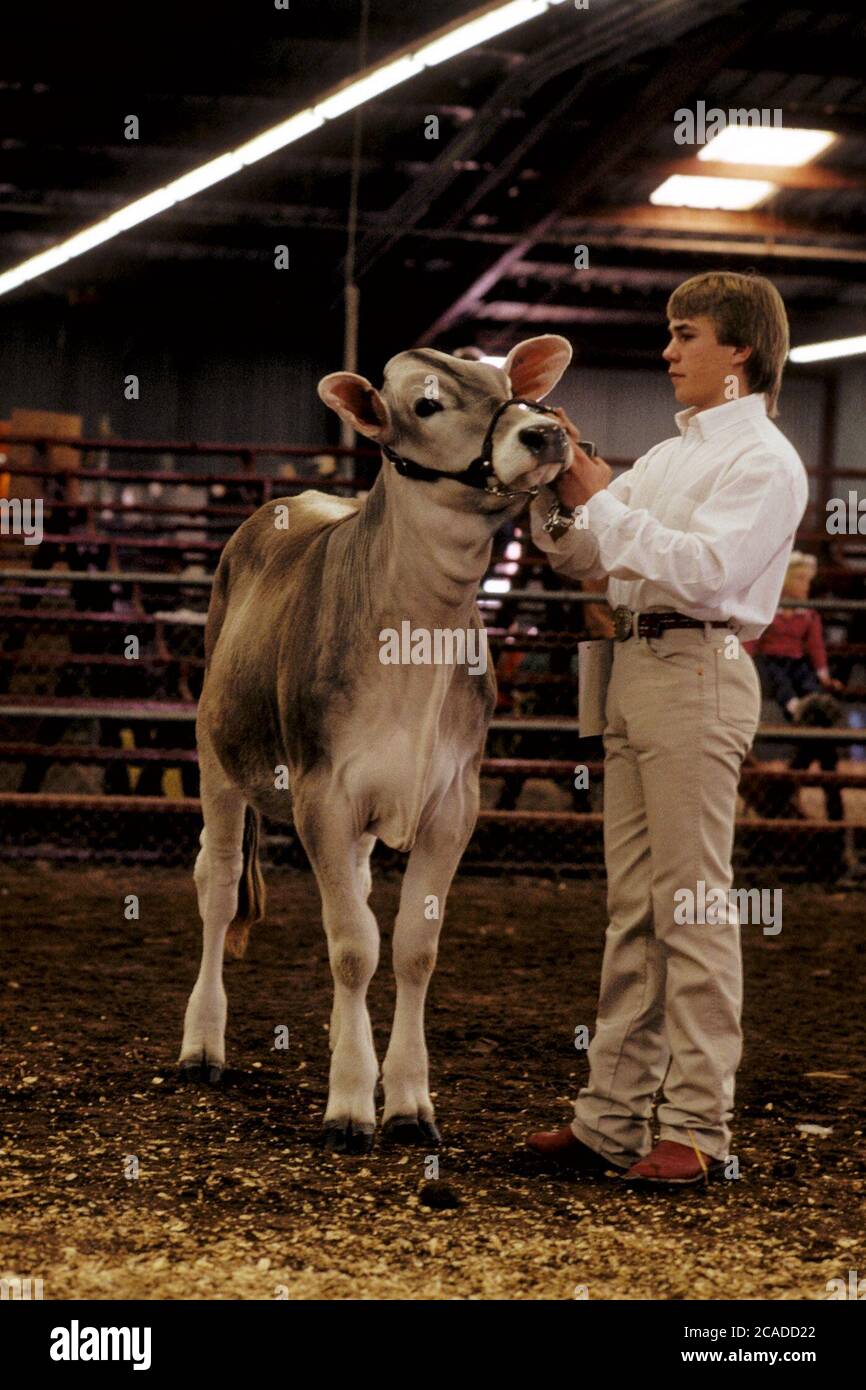 San Antonio Texas USA: Teenage boy stands in show ring with his calf ...