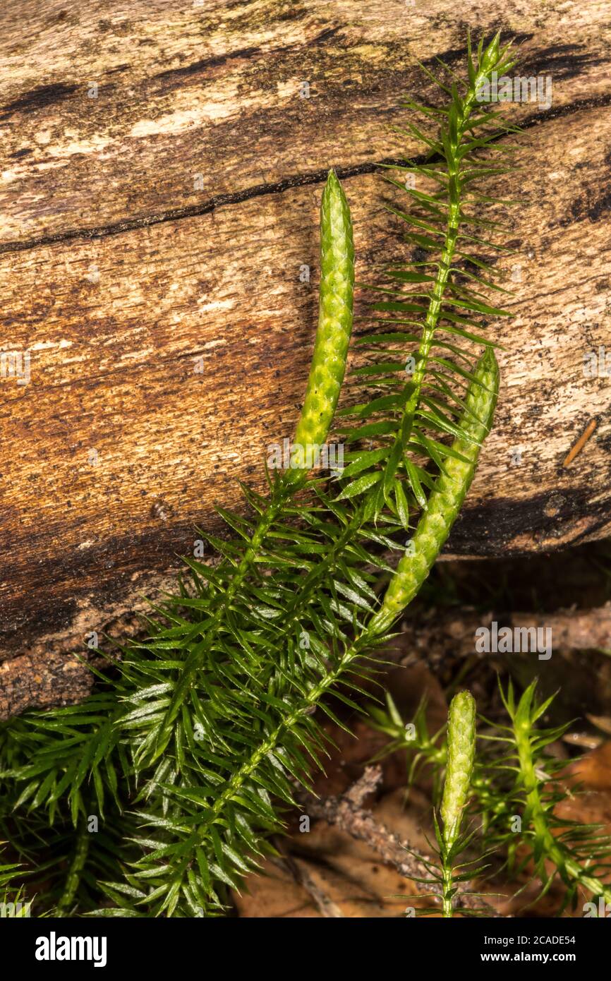 Shoots of Stiff Clubmoss (Lycopodium annotinum Stock Photo - Alamy