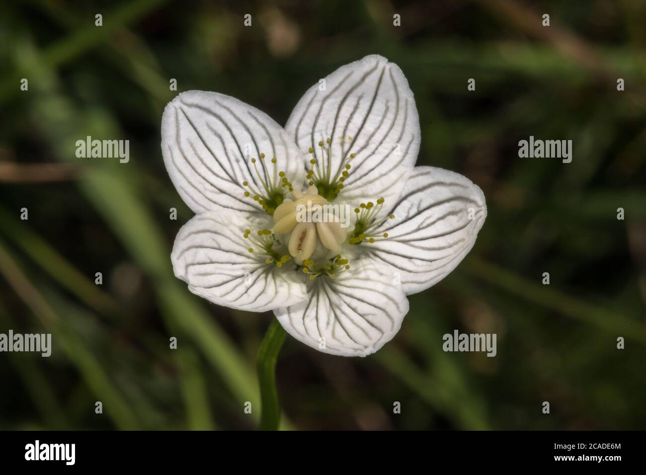 Flower of Northern Grass-of-Parnassus (Parnassia palustris Stock Photo ...