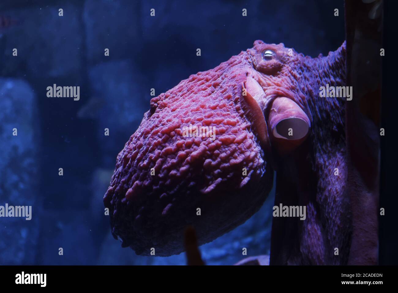 Underwater closeup shot of a giant pink pacific octopus Stock Photo - Alamy