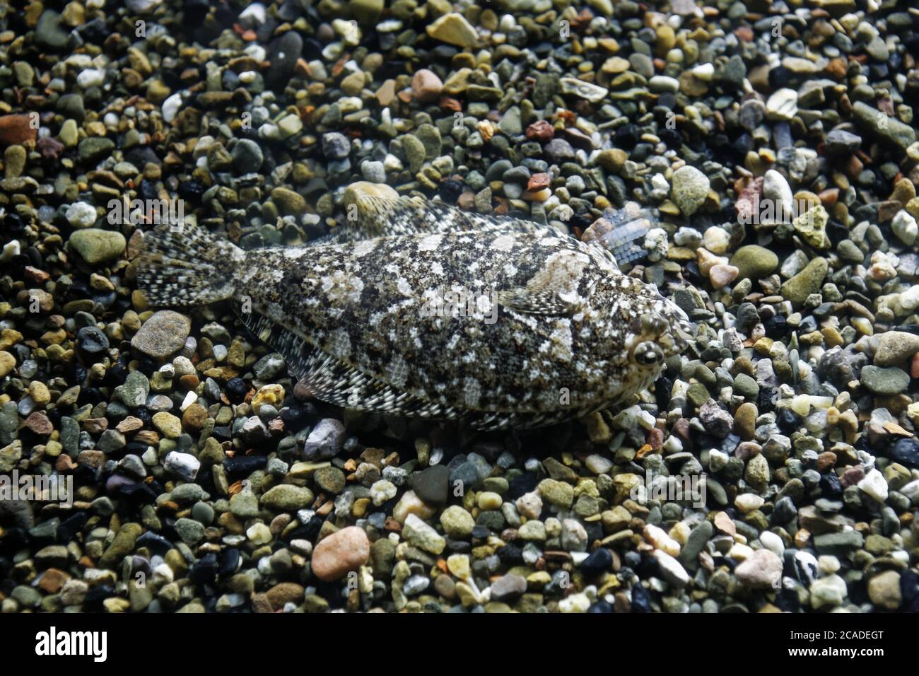 Closeup shot of a sea flounder fish blends with its surroundings in the ...